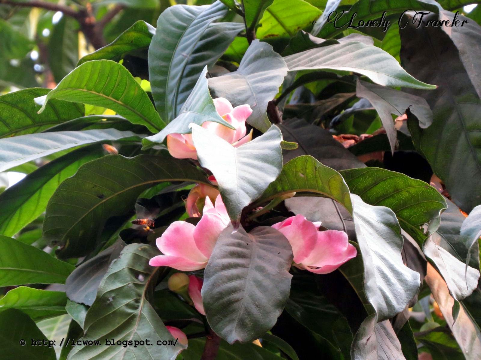 Majestic Heaven Lotus - Gustavia augusta