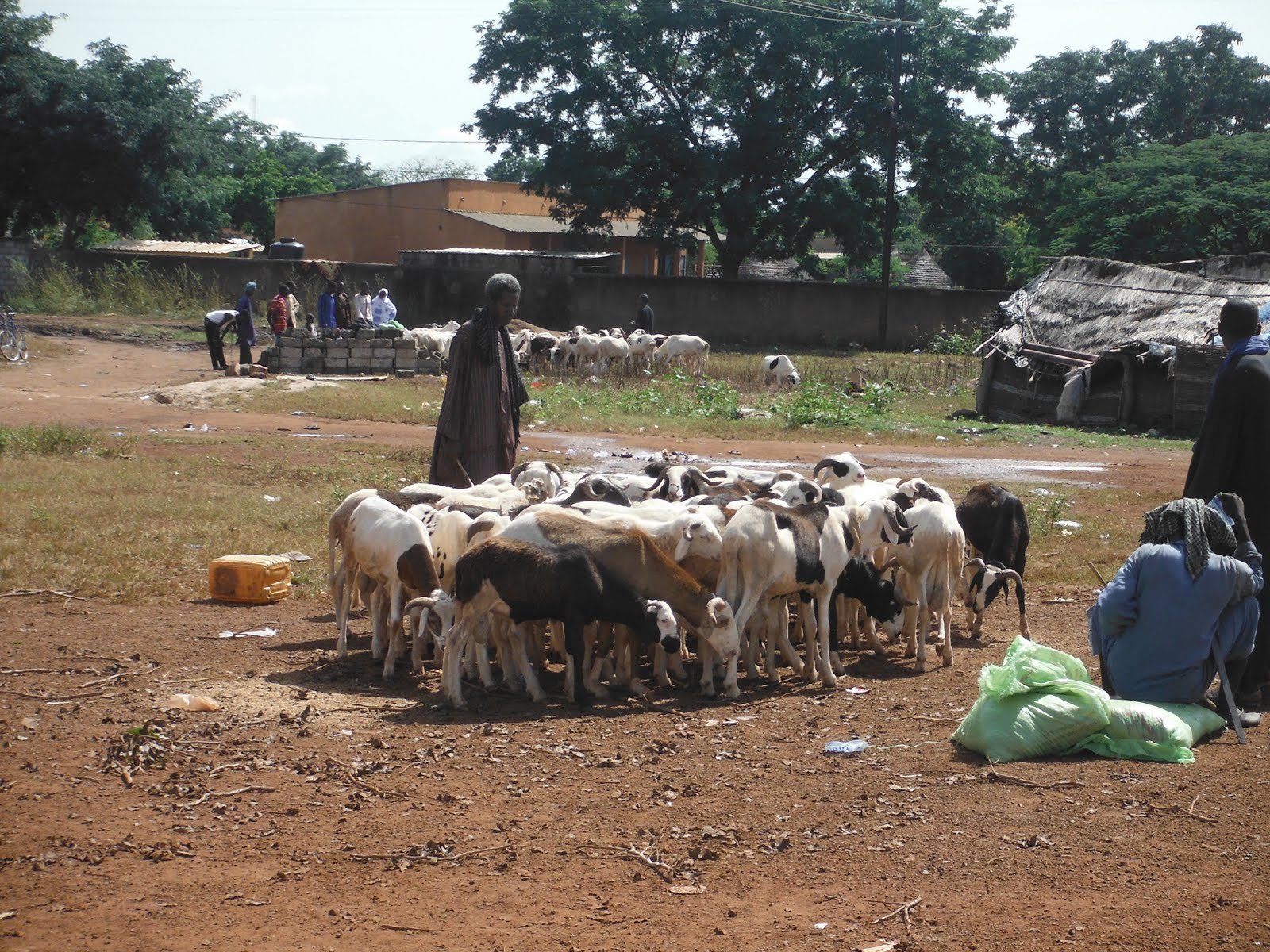Line over the E: Tabaski and Tambaween: A Tale of Two Celebrations