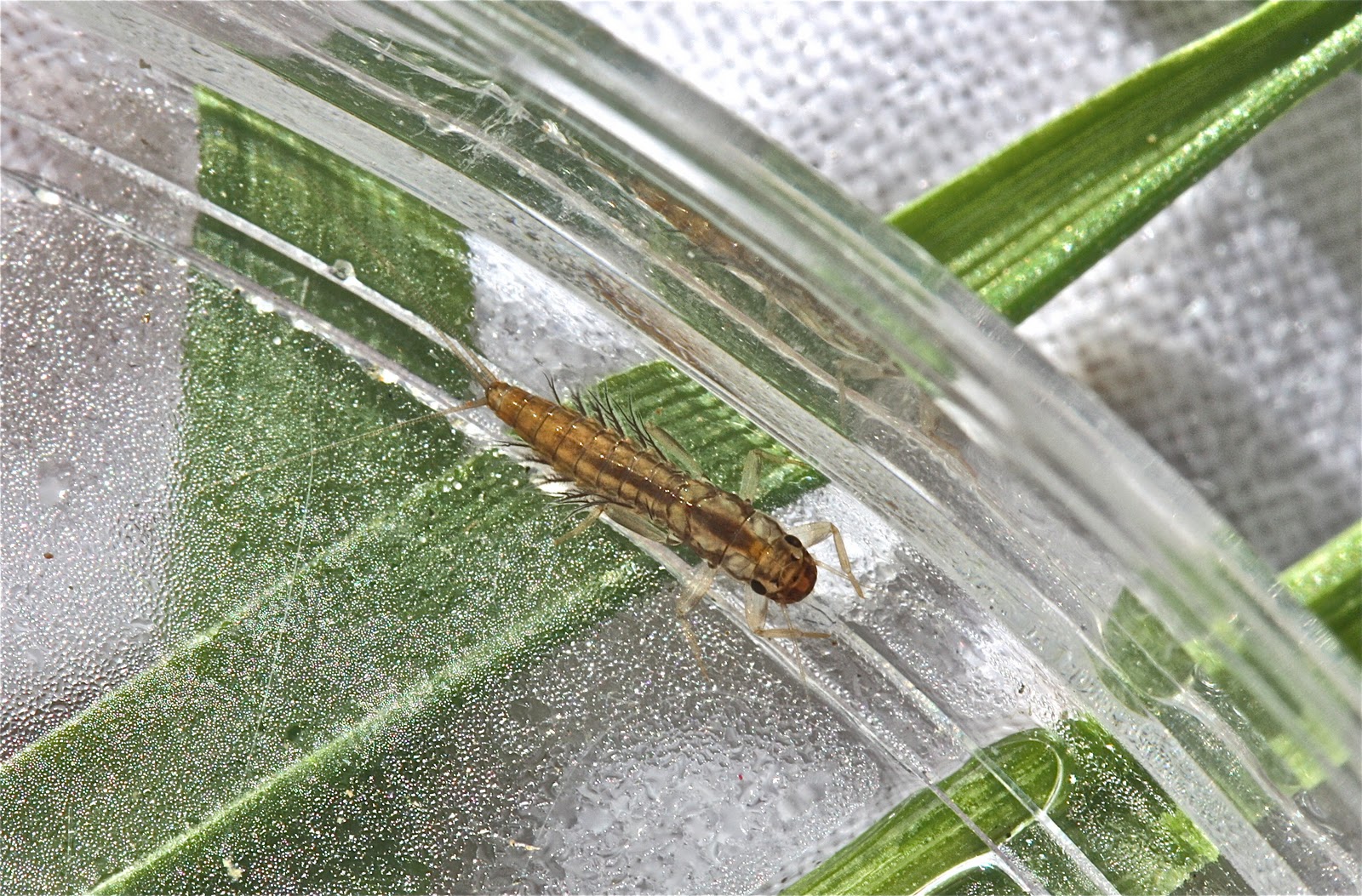 Aquatic Insects of Central Virginia: Another Stonefly Family Returns ...