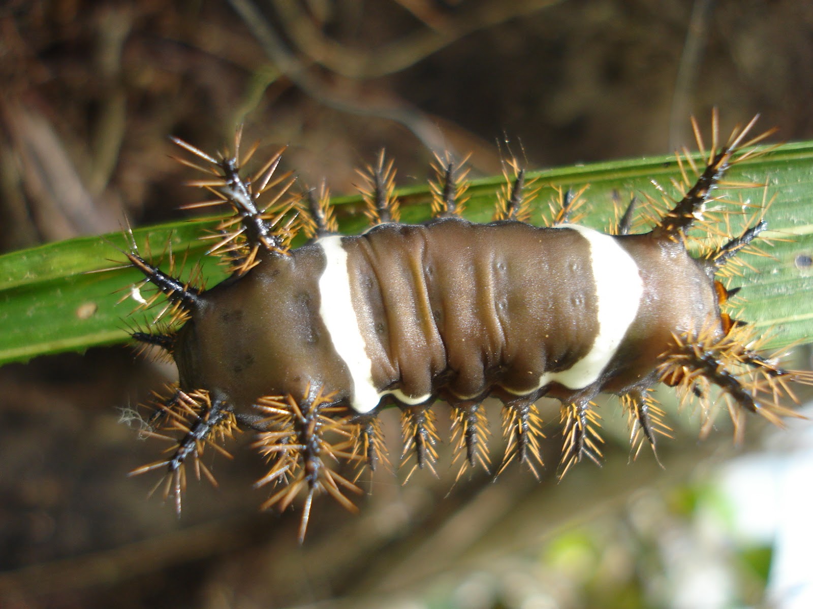 Exposición Fotográfica de la Biodiversidad: Biodiversidad Fotográfica ...