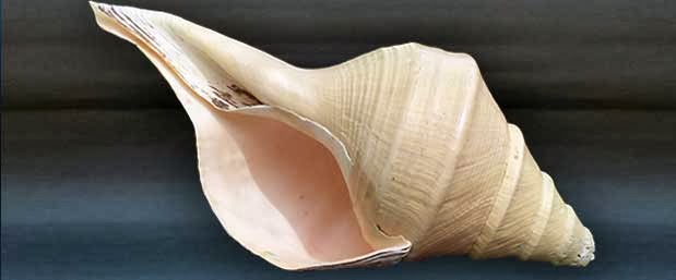 Lalus fecit - partituras coro y letras: A caracola