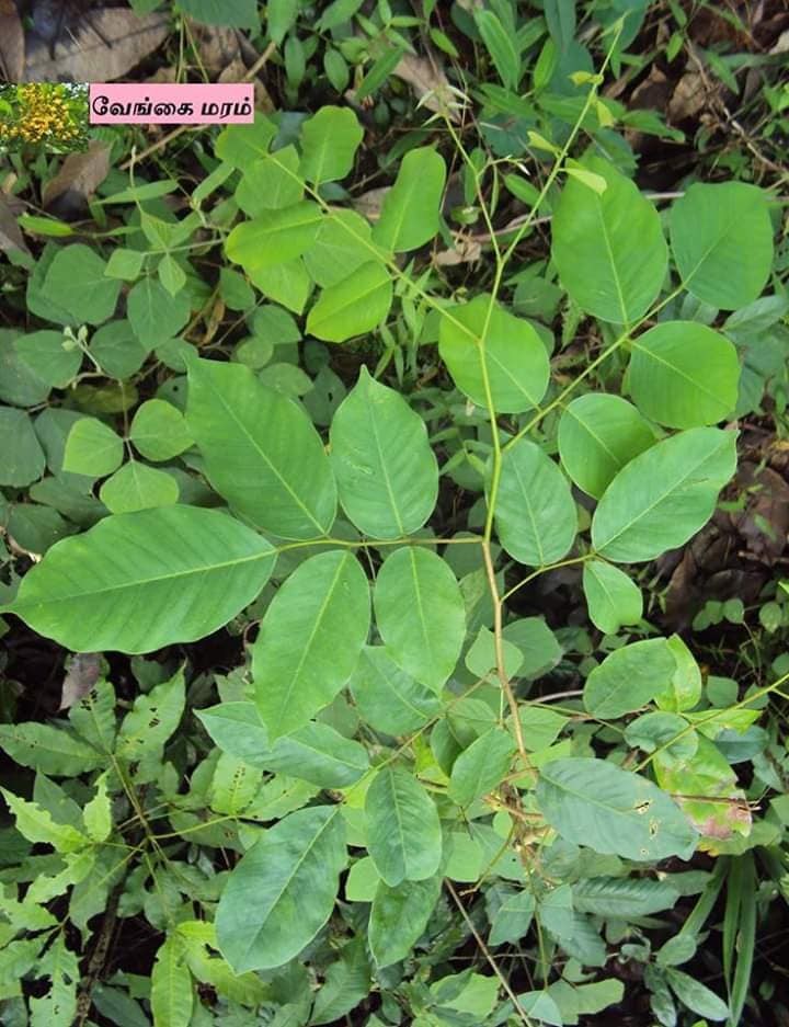 Trees- Banyan, Arasan, Bamboo, Jack, Nochi, Karuvel, Kodukka, Tamrid, neem