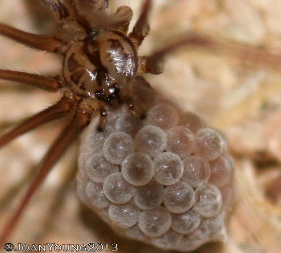 South African Photographs: House Daddy-long-legs (Smeringopus Sp)