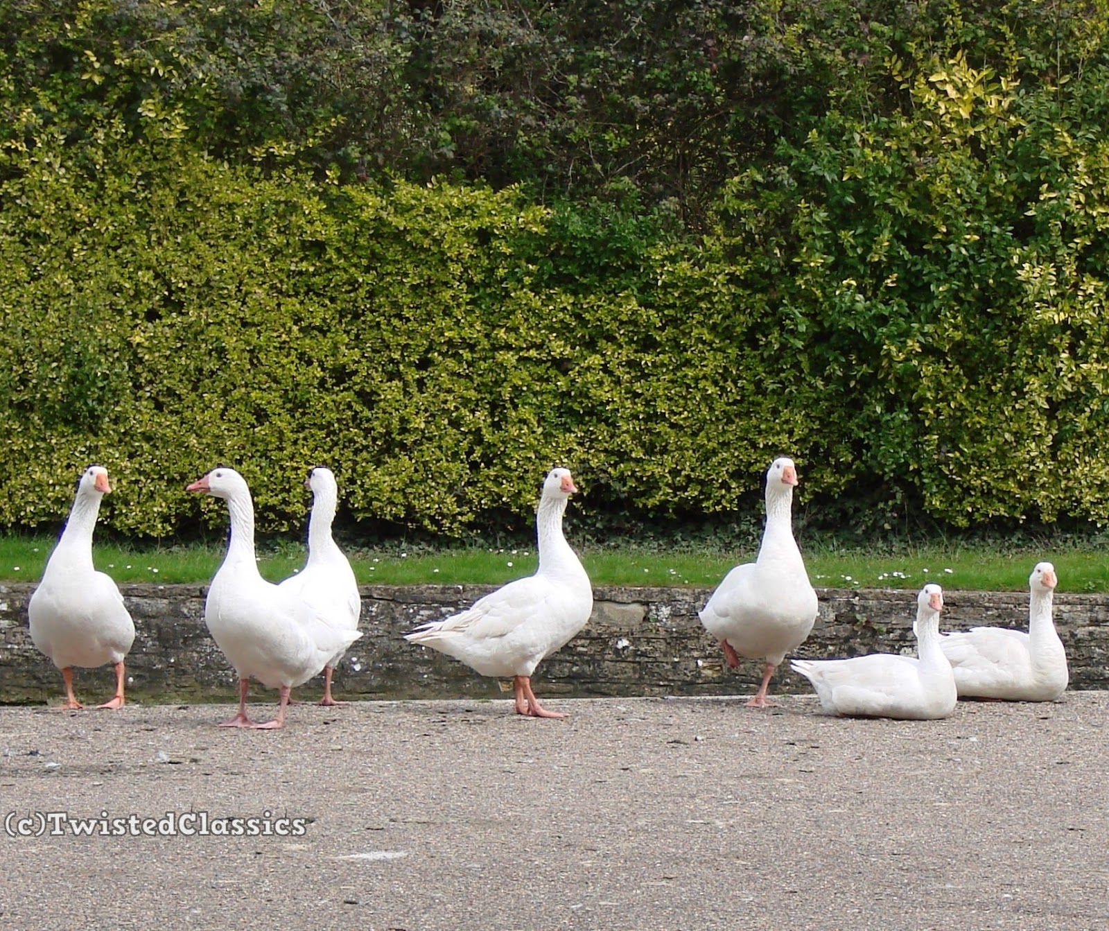 Birds and wildlife: White geese on the Thames