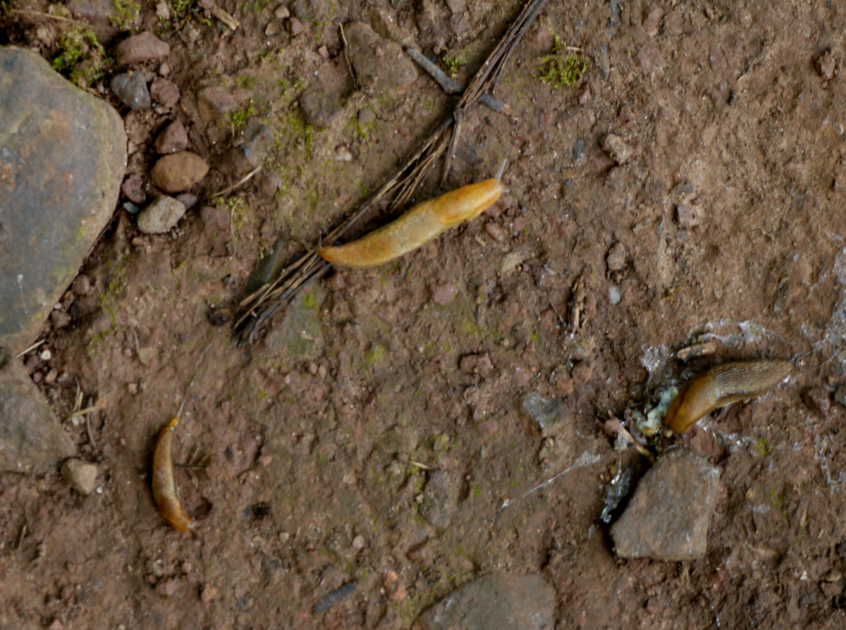 Along the NET-Cohos: Rattlesnake Mountain, Farmington