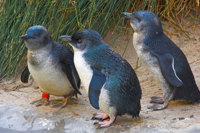 ART and ARCHITECTURE, mainly: Maremma dogs protect fairy penguins from ...