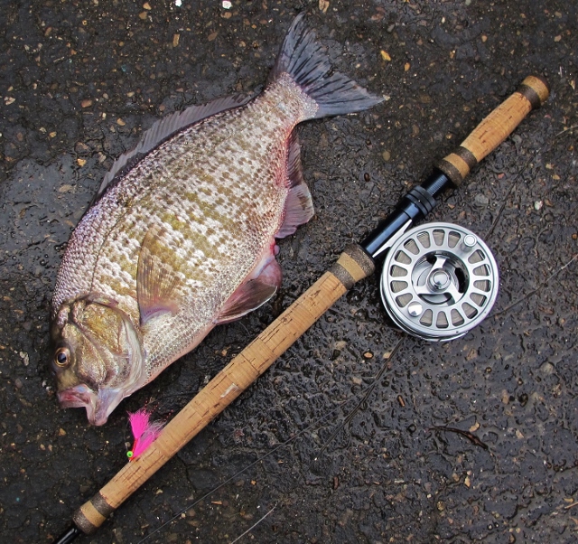 Barred Surfperch on the Fly: 2016