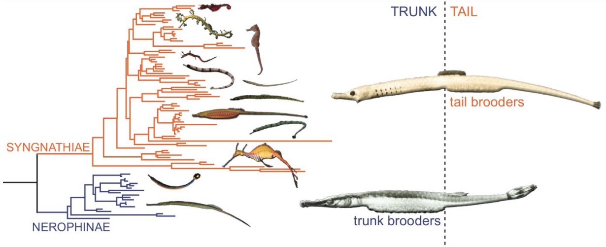 Species New to Science: [Ichthyology • 2016] Molecular Phylogeny and ...