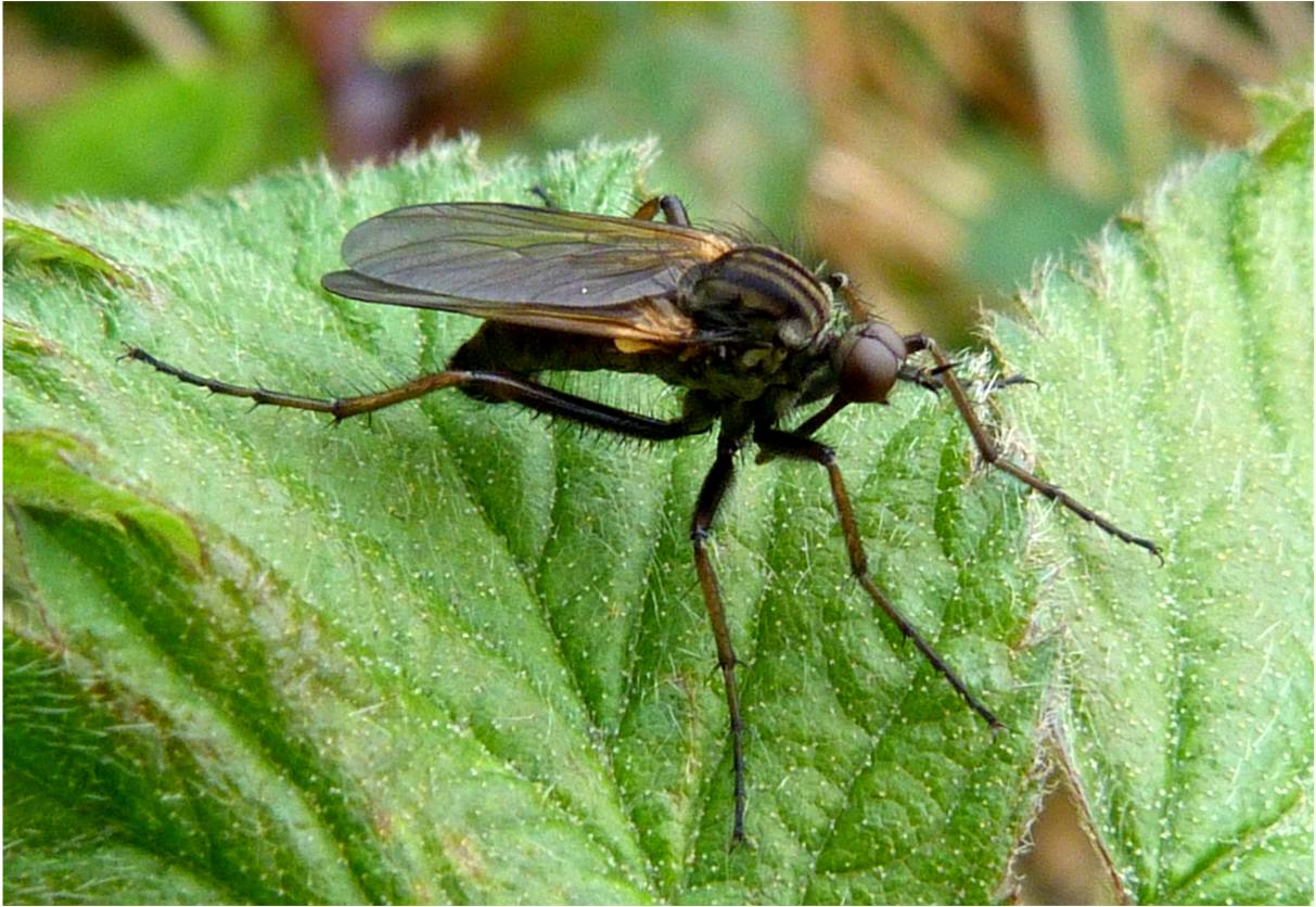 Insects of Scotland: Dance/Dagger Flies