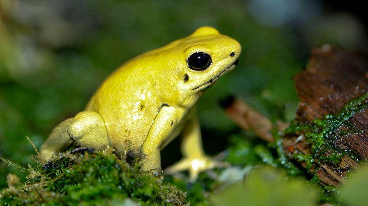 Zvířata celého světa: 11 roztomilých zvířat, která vás můžou zabít