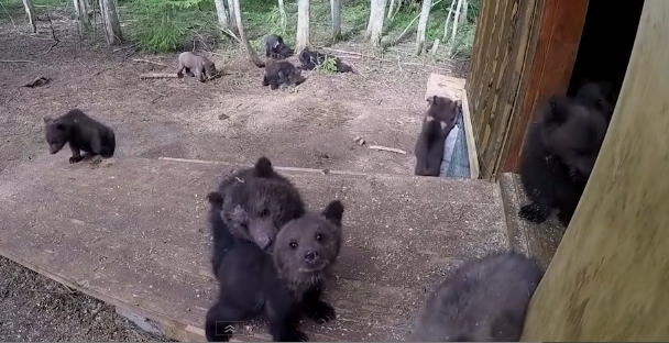 White Wolf : Rescued Bear Cubs Play Outdoors For The First Time Ever