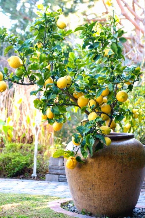 ciao! newport beach: the mystique of a lemon tree