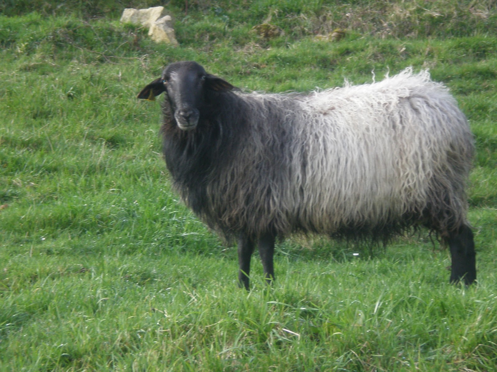 Ovejas Carranzanas Cabeza Negra: Macho carranzan cabeza negra un año