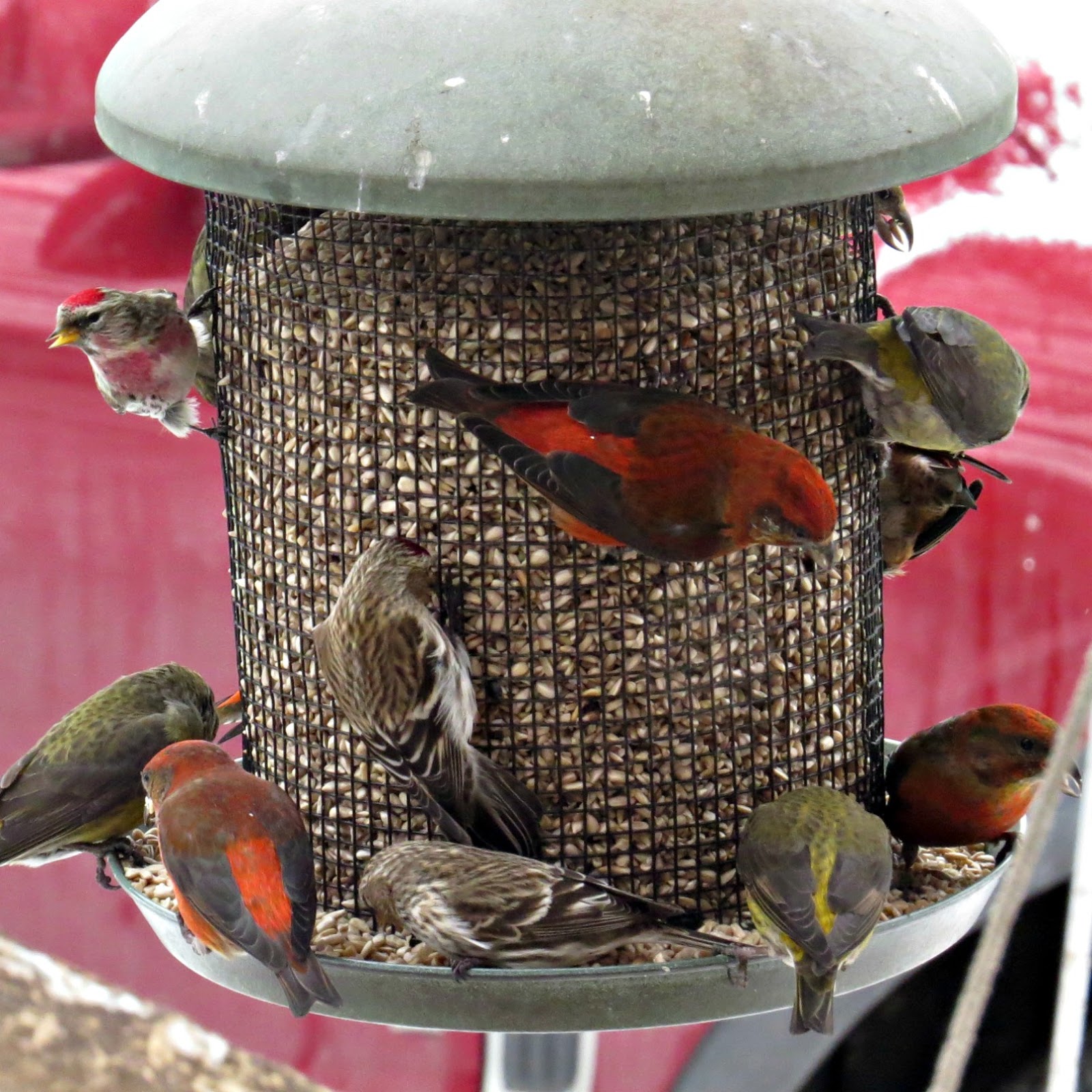 Birding Is Fun!: A Crossbill Month