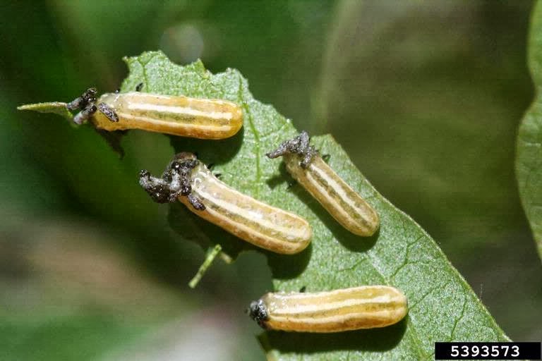 Springfield Plateau: Sumac Flea Beetle