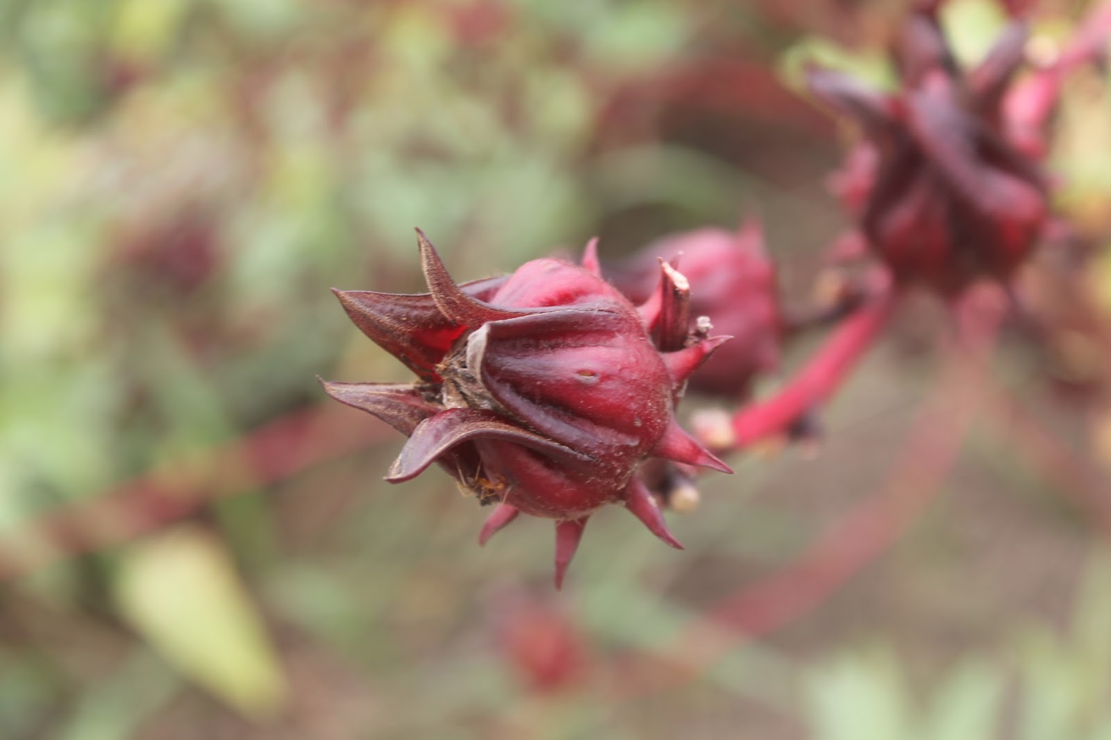 #13 WORDLESS WEDNESDAY - BUNGA,ALUR DAN JALAN - AZLAN RUMADI