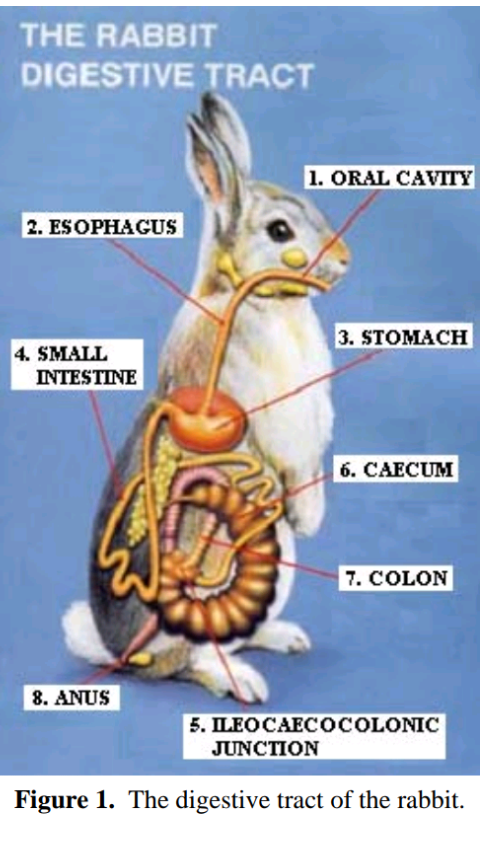 ORGAN FOODS AND LIFESTYLE: CAECOTROPHY IN RABBITS