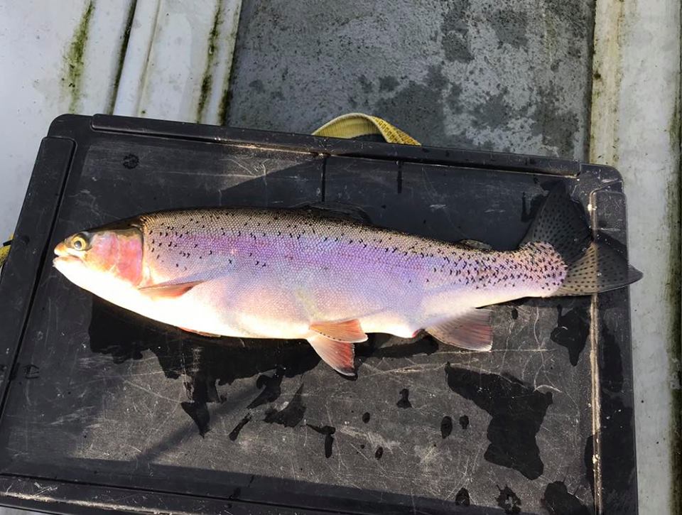 Piscari-Fly : Common Wealth Champion, Brian Kerr sharing some Hot Tips ...