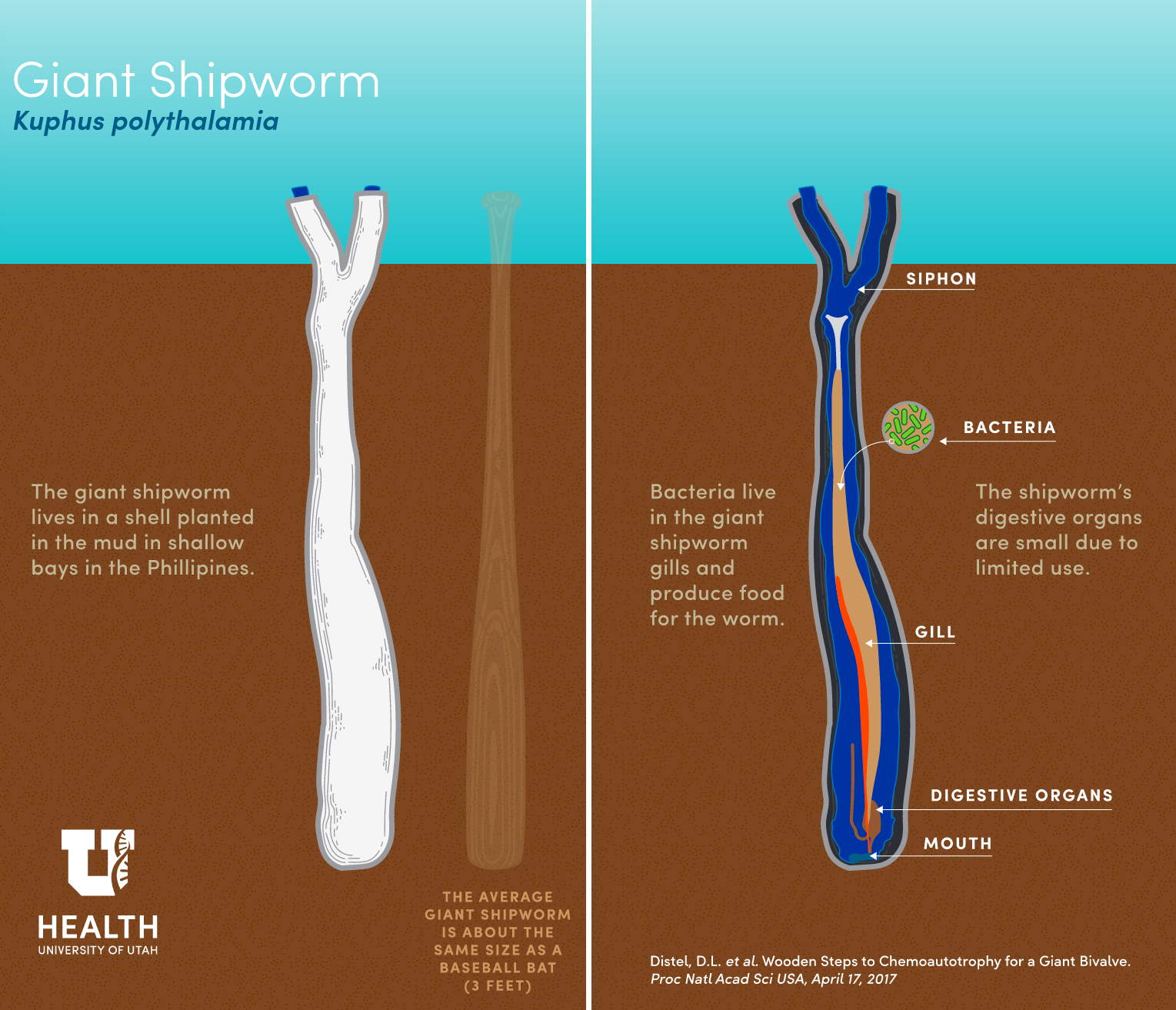 Species New to Science: [Mollusca • 2017] Discovery of Chemoautotrophic ...