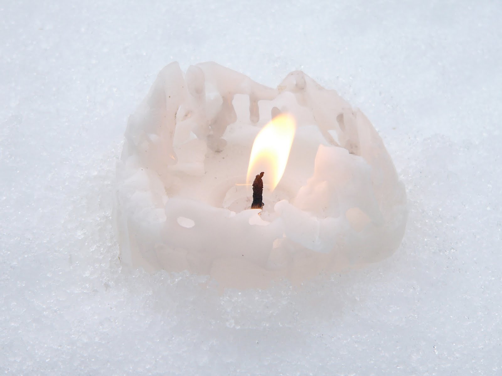 Rose in Thorns: Winter Wonderland