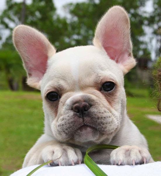 Rules of the Jungle: French bulldog puppies