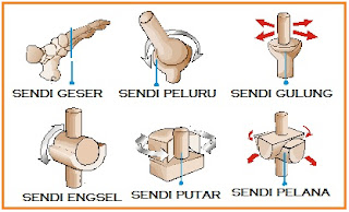 Macam macam Sendi Dan Letaknya, Fungsi Sendi, Arah Gerak Sendi Serta ...