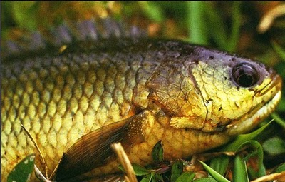 Ikan Betok Melekat Di hati Pancinger - Berita Mancing