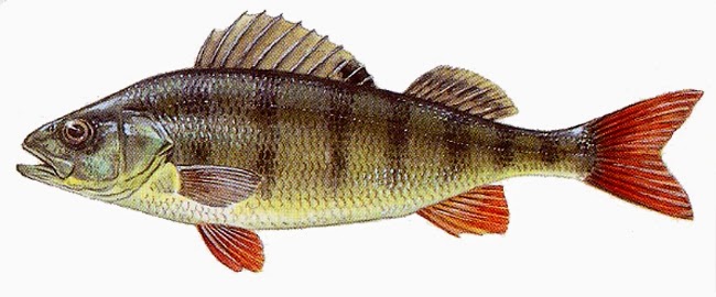 Passione pesca : La pesca al persico