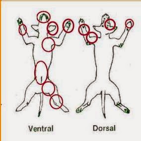 Eliana Passeadora de Cães: Dermatite Atopia canina