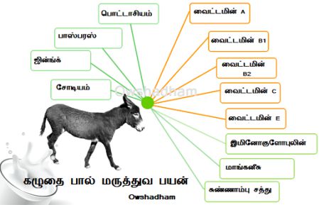 கழுதை பால் பயன்கள் - kazhuthai pal marthuva payan - ஔசதம் - OWSHADHAM