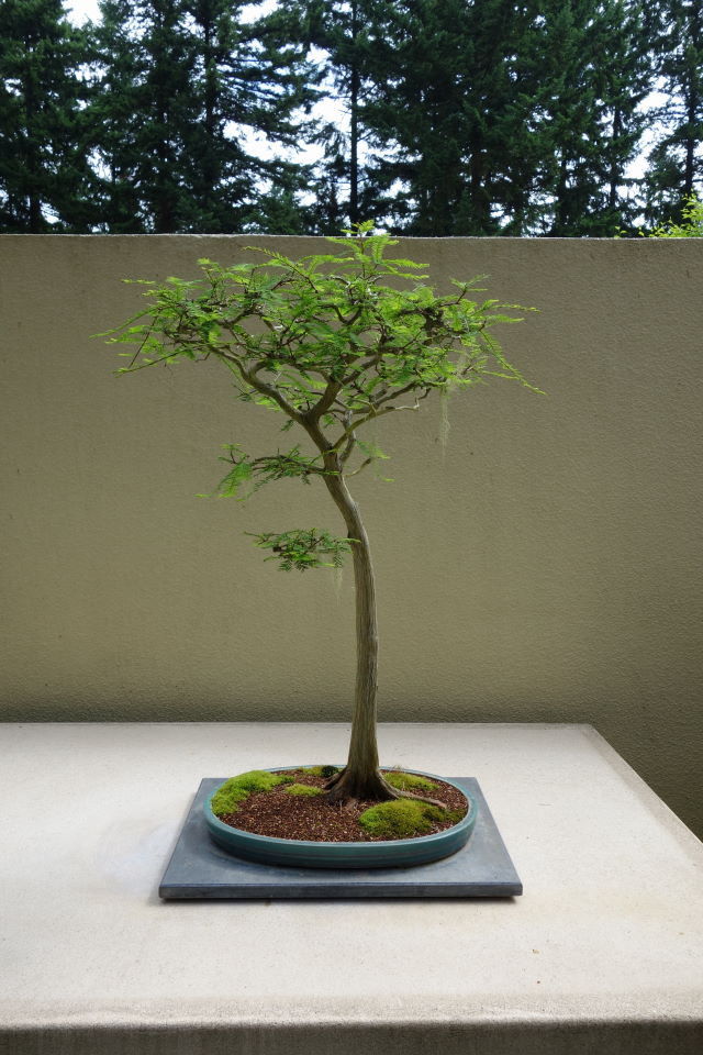 John's Island: Bald Cypress Bonsai
