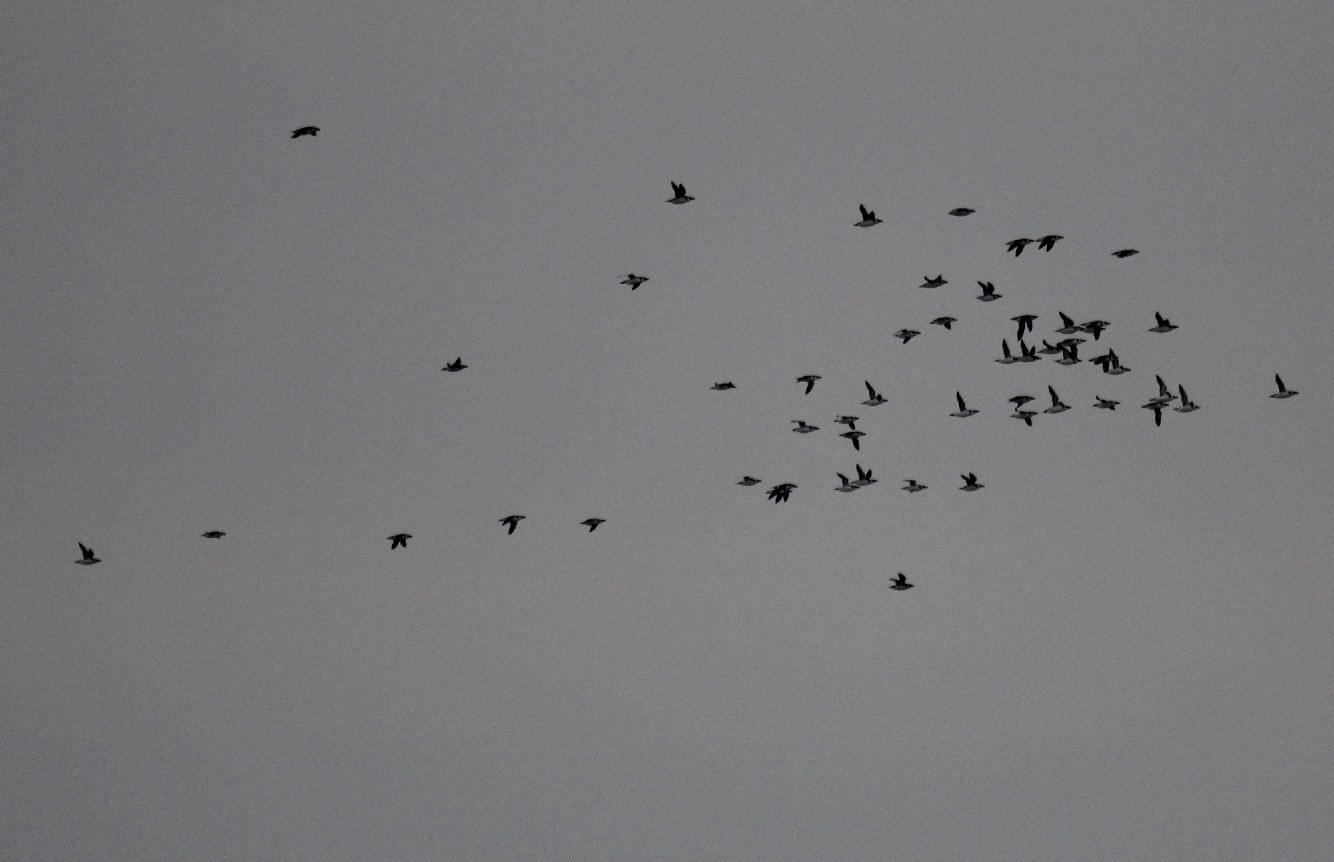 New England Coastal Birds: "Three Days of Winter Seabirding on Cape Cod ...