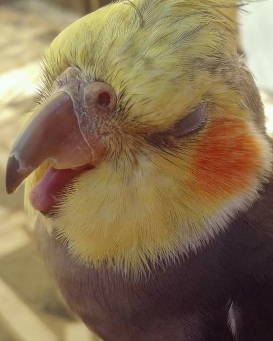 Peta - A calopsita !: As mais lindas fotos de calopsitas