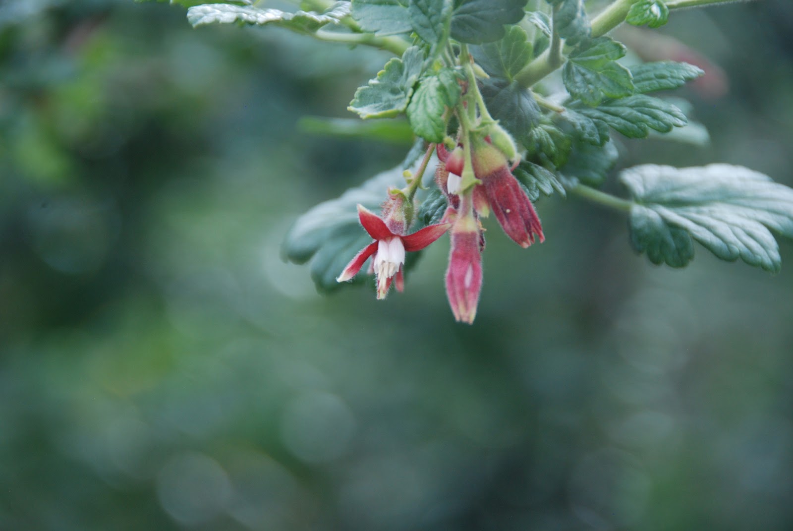 A California Native Plant Garden in San Diego County: More Chaparral ...