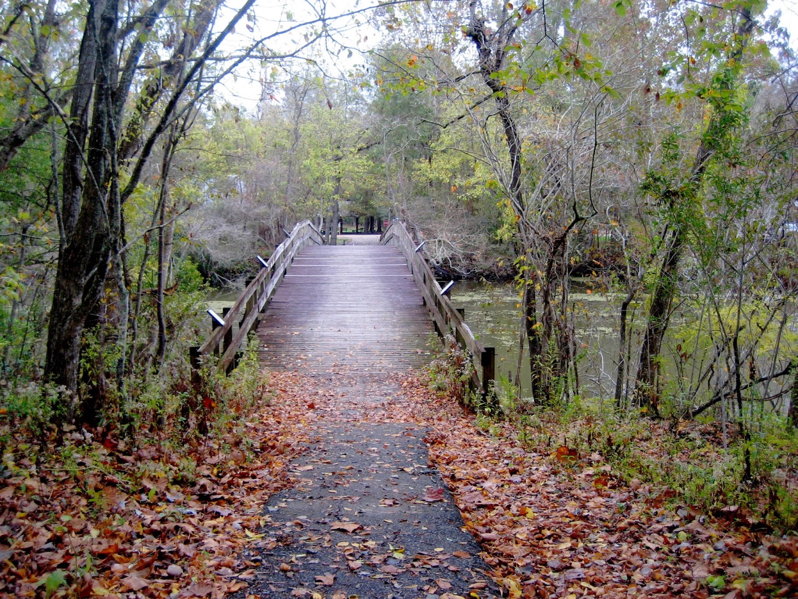 Living Rootless: Louisiana: Lake Fausse Point State Park in Autumn