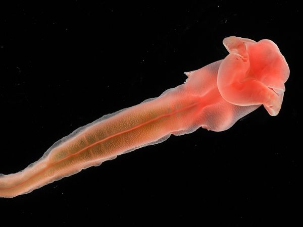Real Monstrosities Acorn Worm