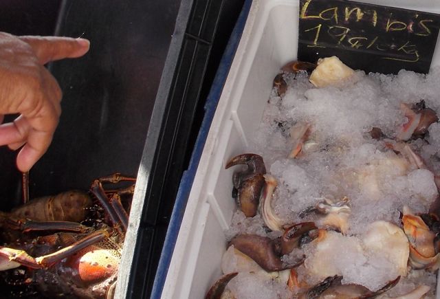 Sea Snails | Galley Wench Tales