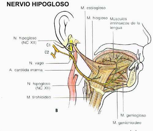 hipoglosa