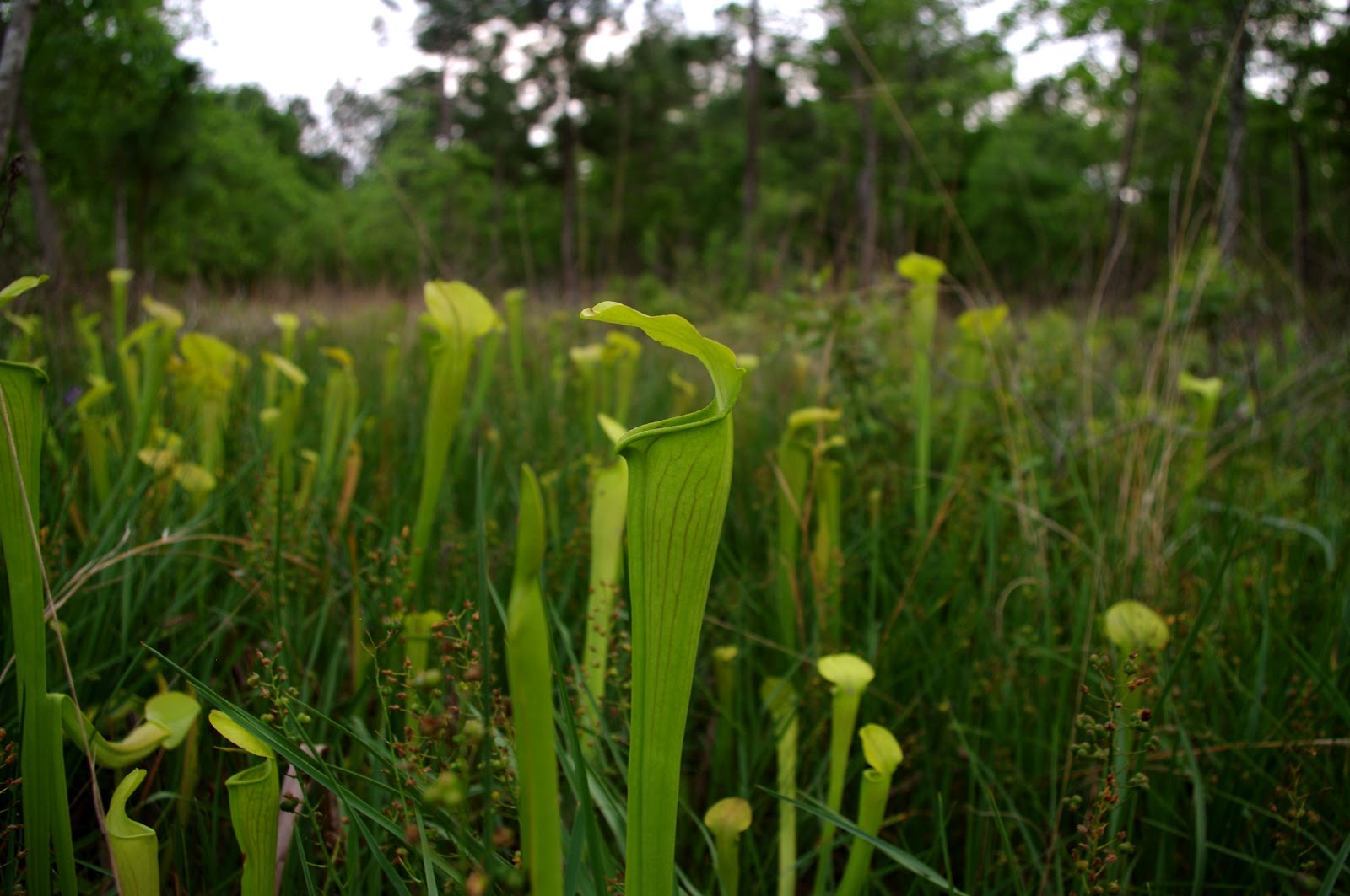 Isotria Blog: Sarracenia alata - Big Thicket National Preserve