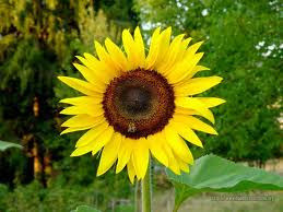 Hemosas Flores Diversas: flor de girasol