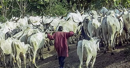 Court Remands 22-Year-Old For Stealing Cows ~ My News Time Blog