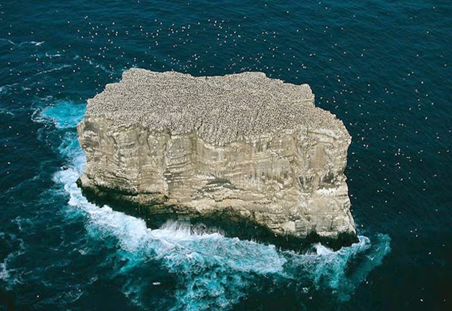 Eldey Island , Iceland - Travel Pedia