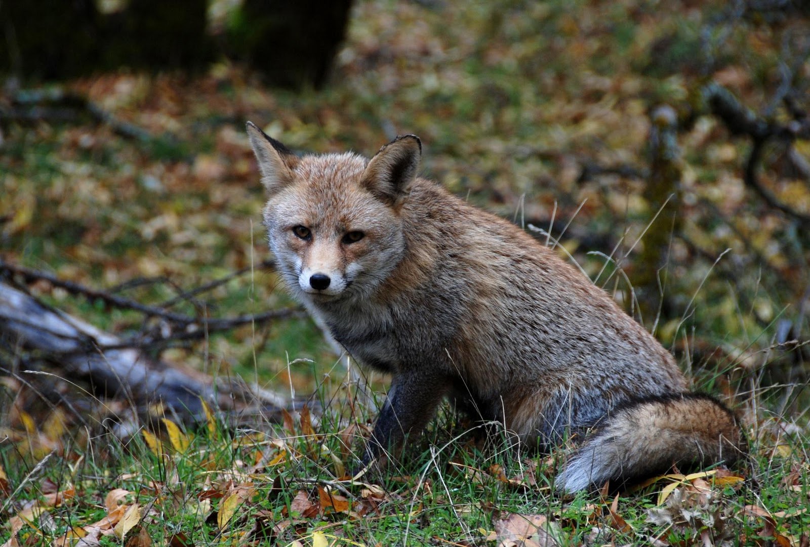 El rincón de Ceditas: Cazorla