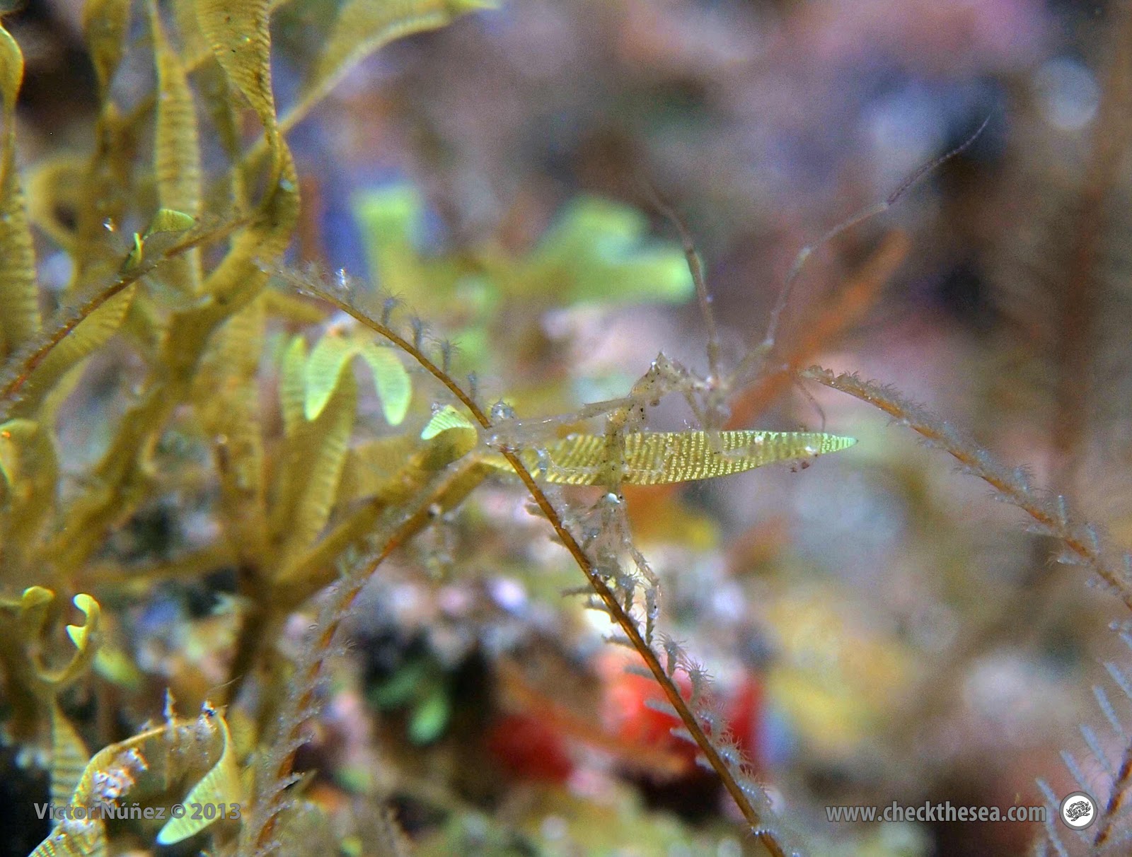 Check the Sea. Web de buceo y fotografía submarina de las Islas ...