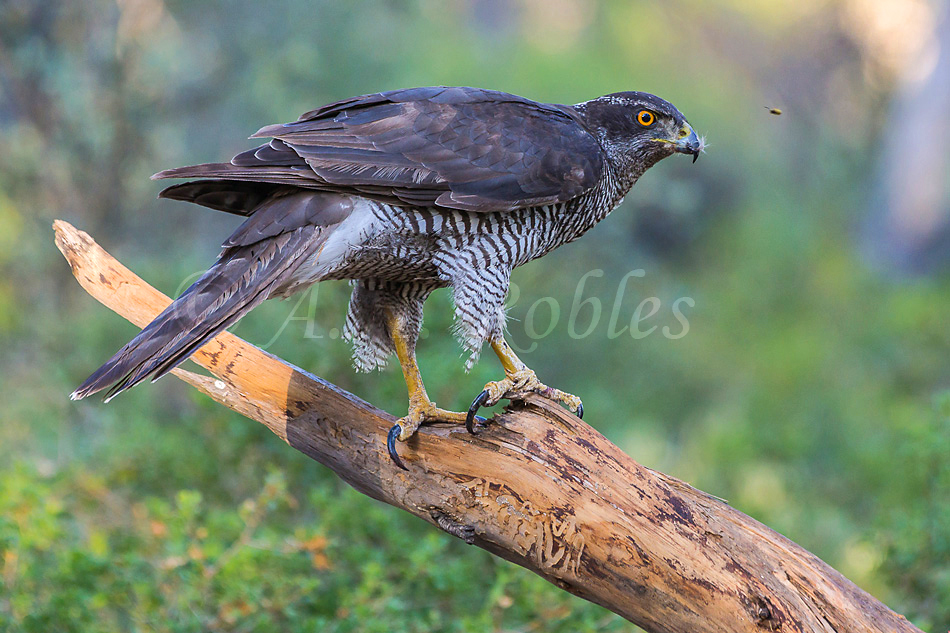 Fotografia de Vida Salvaje - Wildlife Photography: EL AZOR