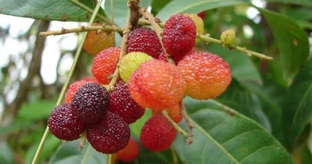 Uttrakhand some Popular Fruits of the Uttrakhand State