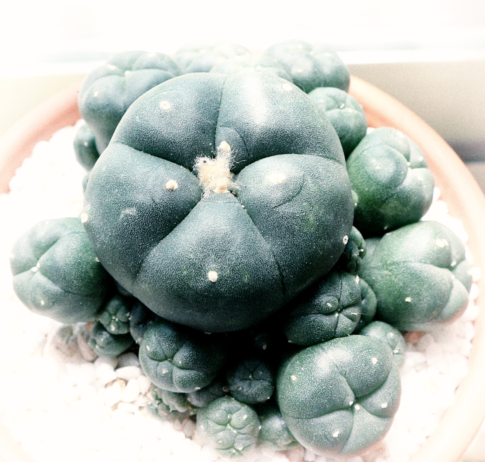 La Contemplación: El Peyote y su tradición el las culturas nativo ...