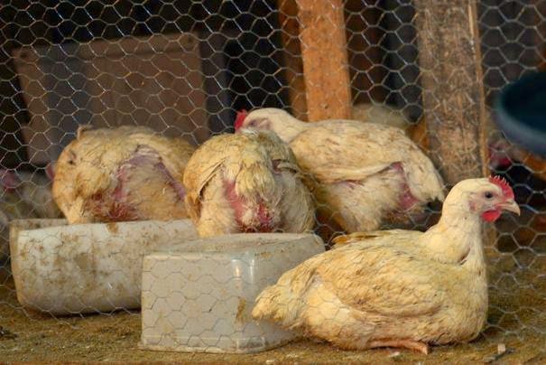 The Tasty Chicken But Poison | Gossip Lanka Hot News - Sri Lanka Latest ...