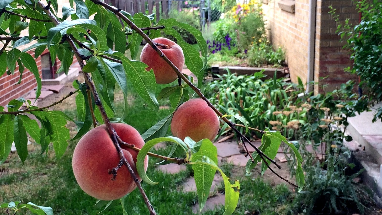 When To Plant Peach Trees - Plant Ideas
