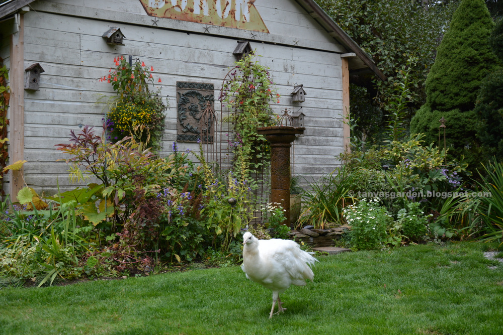 MySecretGarden: Visit to The Old Goat Farm